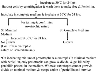 Strain improvement : Techniques used for Isolation of mutants | PPTX
