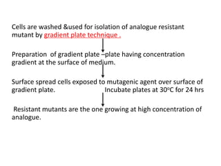 Strain improvement : Techniques used for Isolation of mutants | PPTX ...