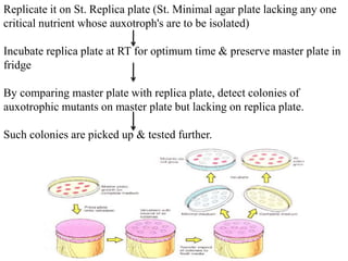 Strain improvement : Techniques used for Isolation of mutants | PPTX