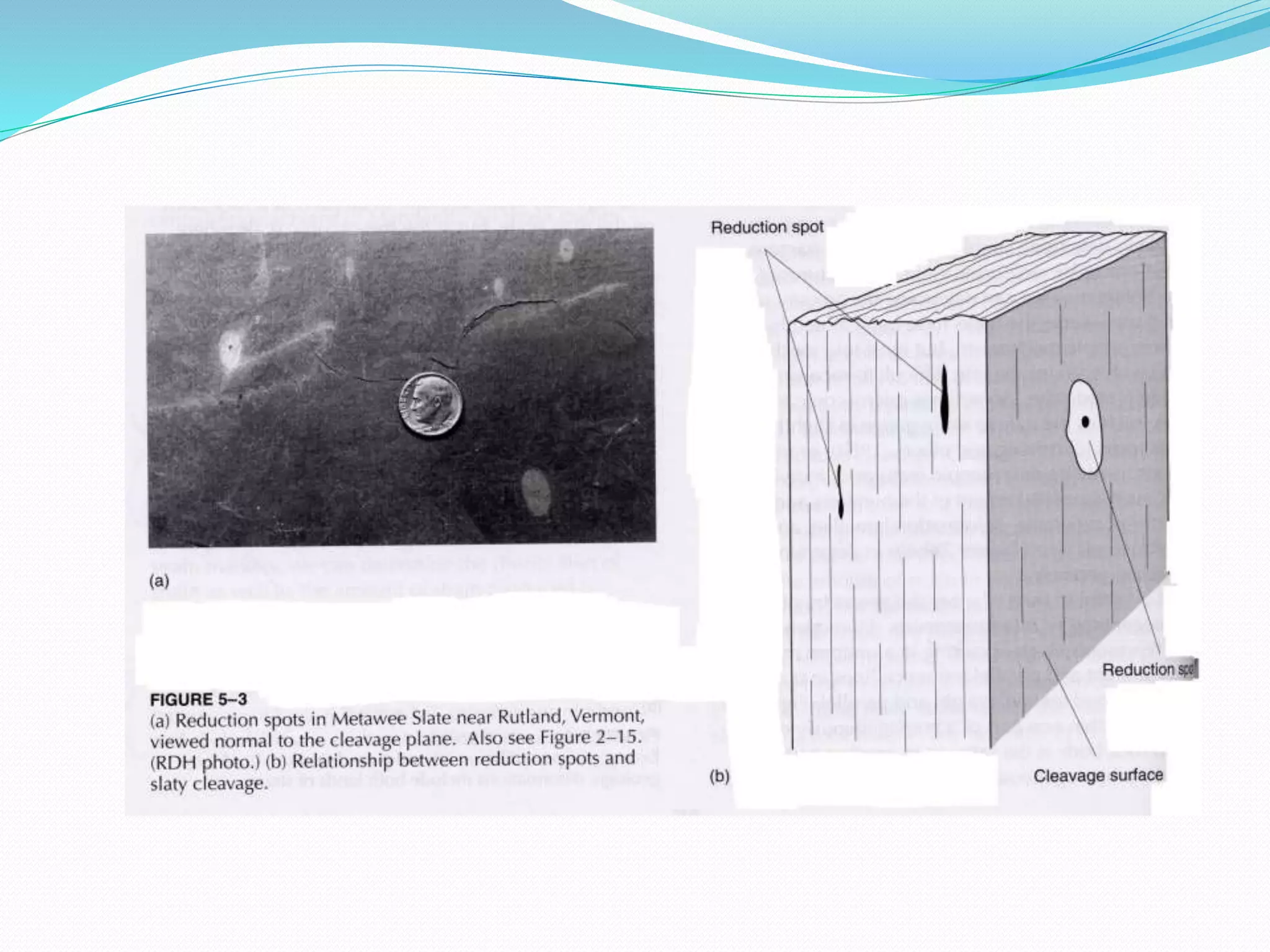 Strain markers+ | PPTX