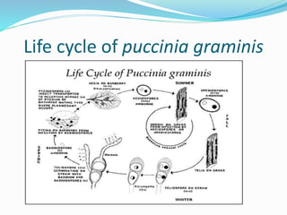 Structure and reproduction of Puccnia and Fuserium | PPTX