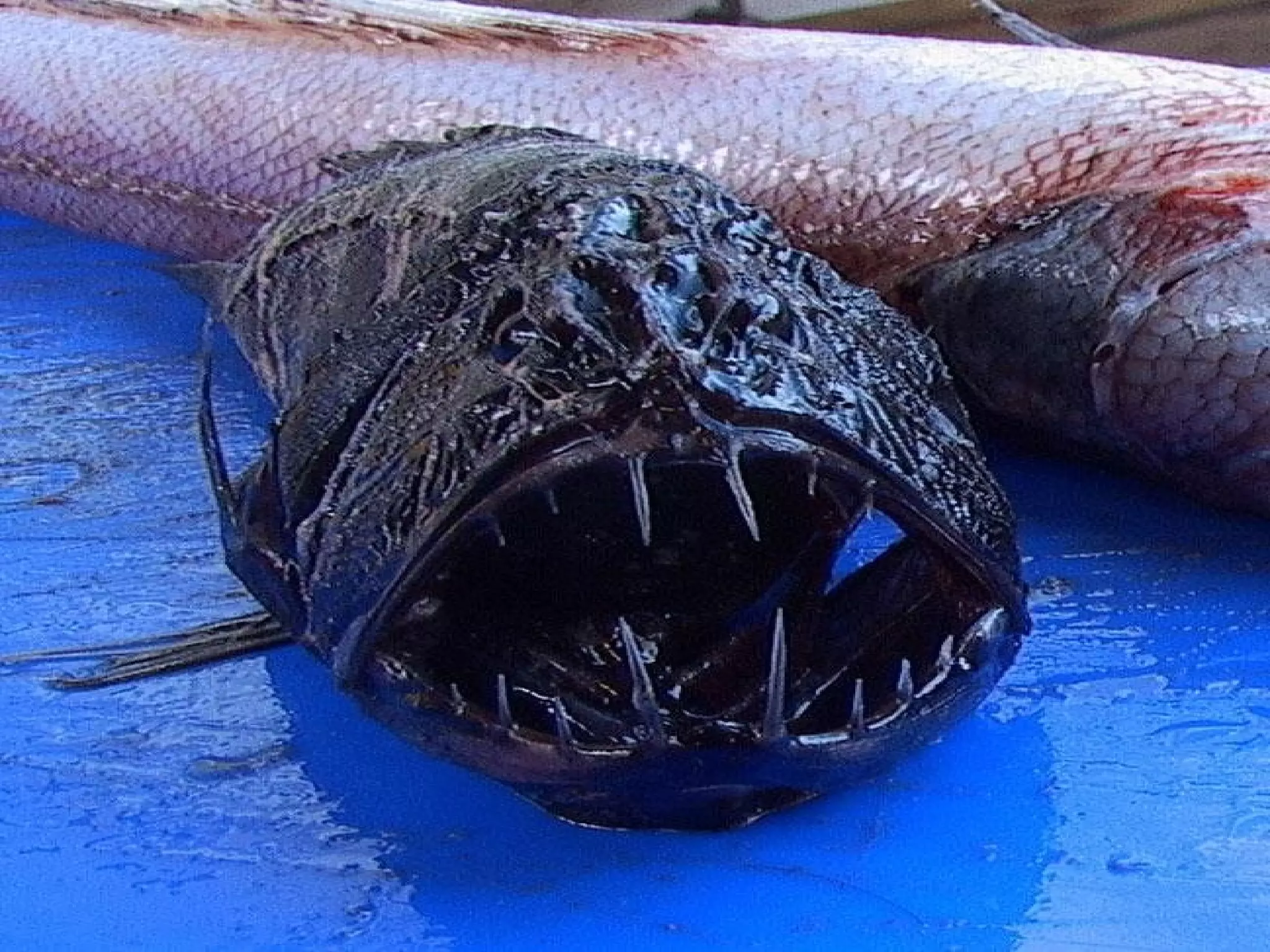 Strange Ocean Organisms | PPT