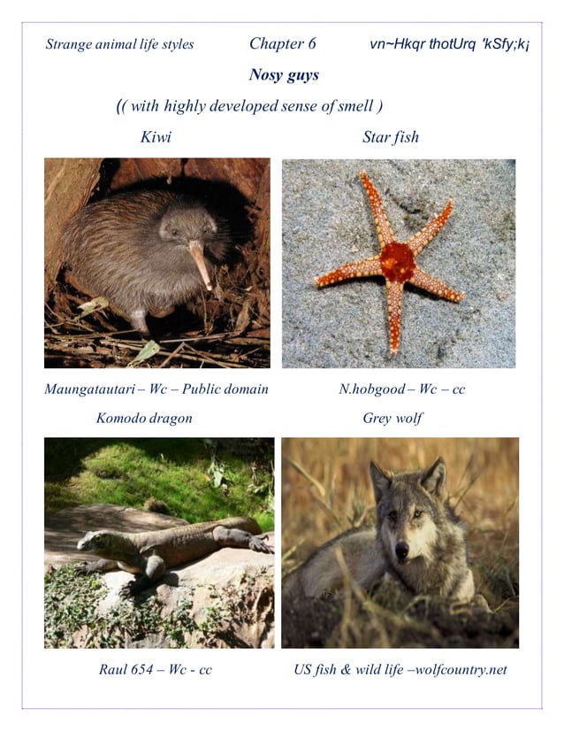 Strange animal lifestyles adbhut Jeevjantu shailiyan chapter 6 Oh What ...