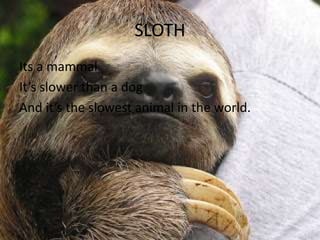 Strange animals | PPTX