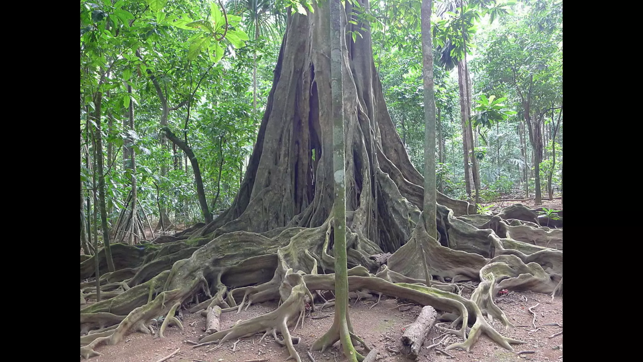 Strangler Pattern in practice @PHPers Day 2019 | PPT