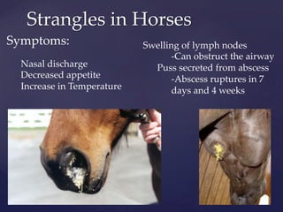 Strangles in Horses | PDF