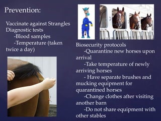 Strangles in Horses | PDF