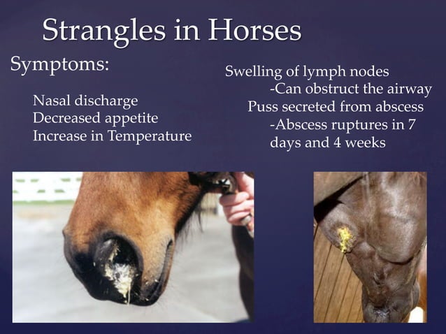 Strangles Symptoms and Prevention in Horses | PPT