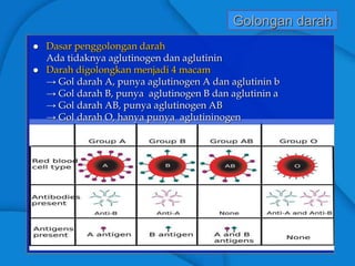 Sistem transportasi manusia | PPT