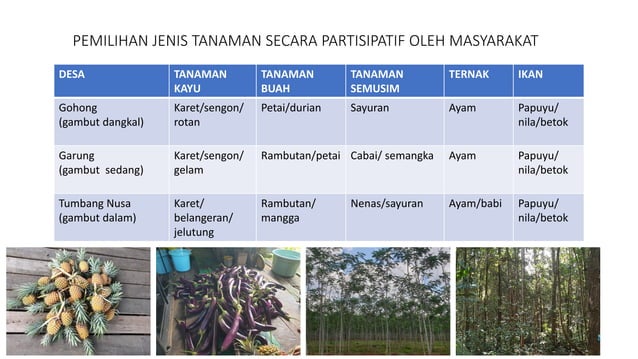 Kajian strategi penerapan teknik budidaya gambut berkelanjutan oleh masyarakat | PPT