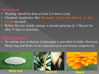 doubling farmers income by pineapple cultivation | PPTX