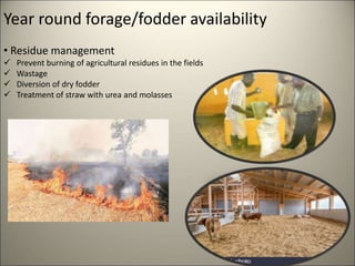 ENHANCING FODDER PRODUCTION | PPT