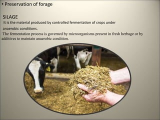 ENHANCING FODDER PRODUCTION | PPT