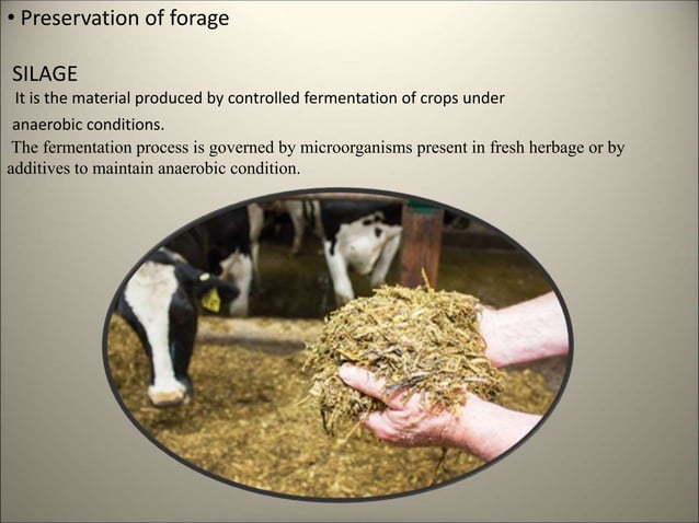 ENHANCING FODDER PRODUCTION | PPT | Agriculture | Industries