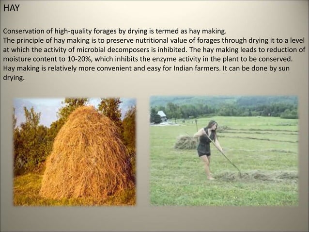 ENHANCING FODDER PRODUCTION | PPT | Agriculture | Industries
