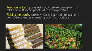 Strategies for biodiversity conservation | PPTX