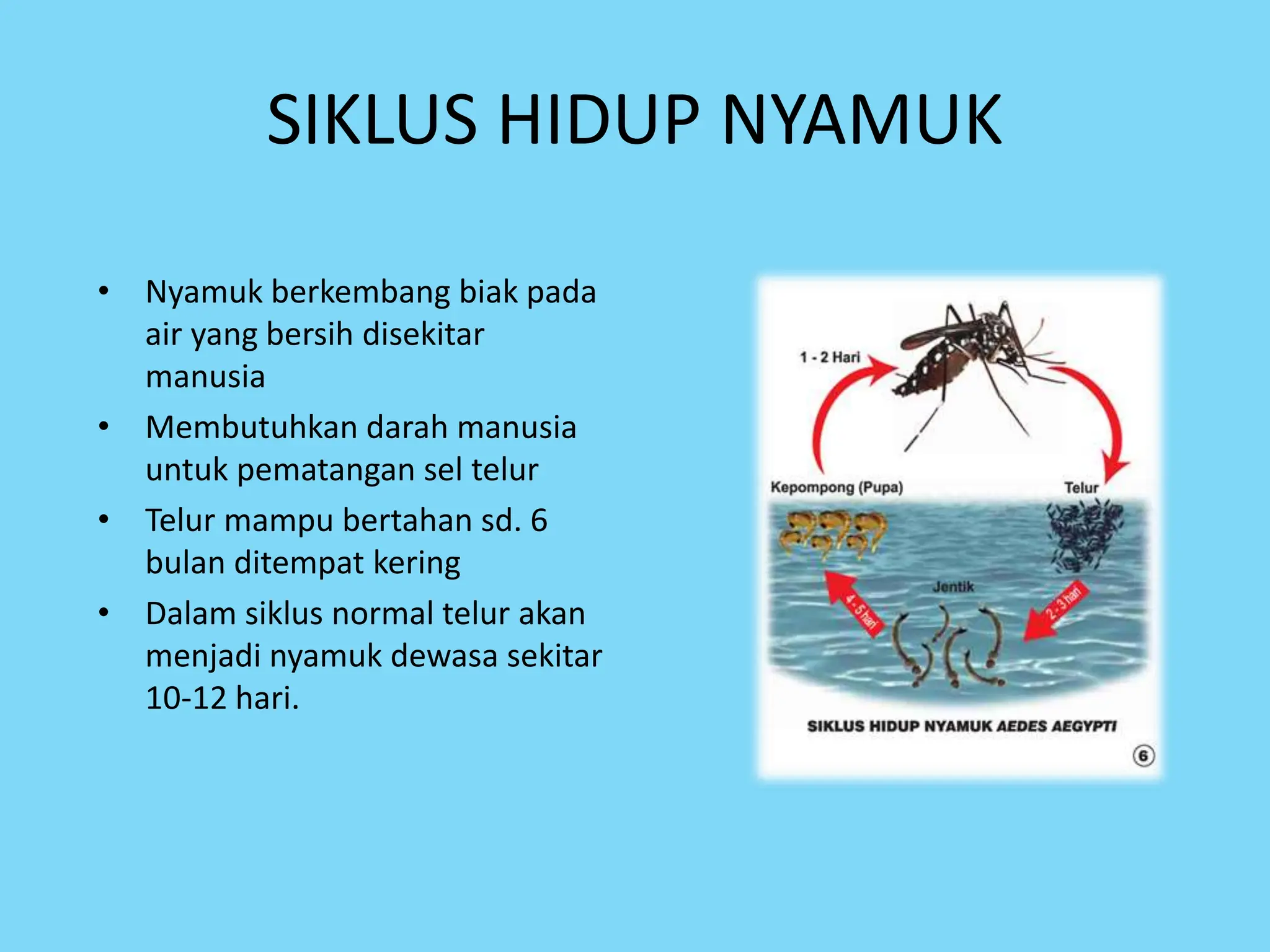 STRATEGI PENGENDALIAN DBD DI INDONESIA.ppt