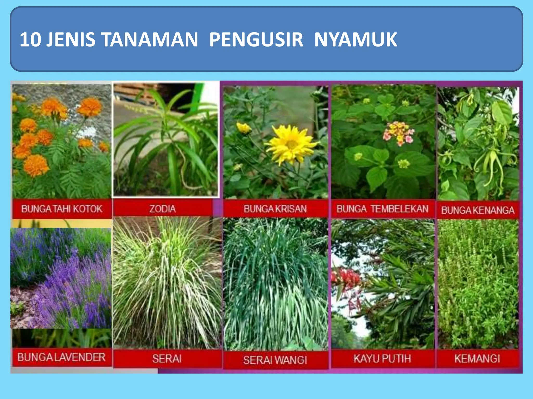 STRATEGI PENGENDALIAN DBD DI INDONESIA.ppt