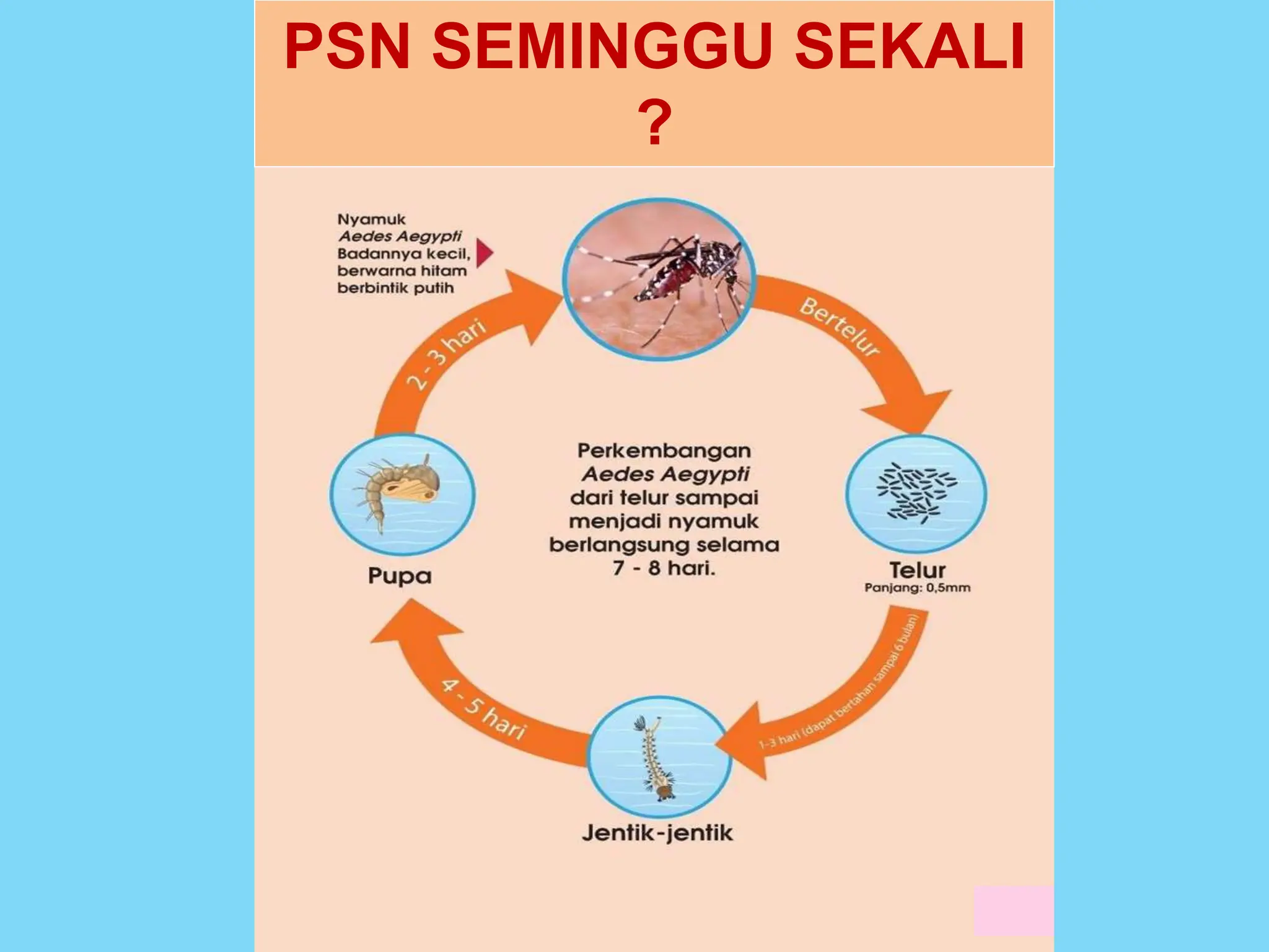STRATEGI PENGENDALIAN DBD DI INDONESIA.ppt