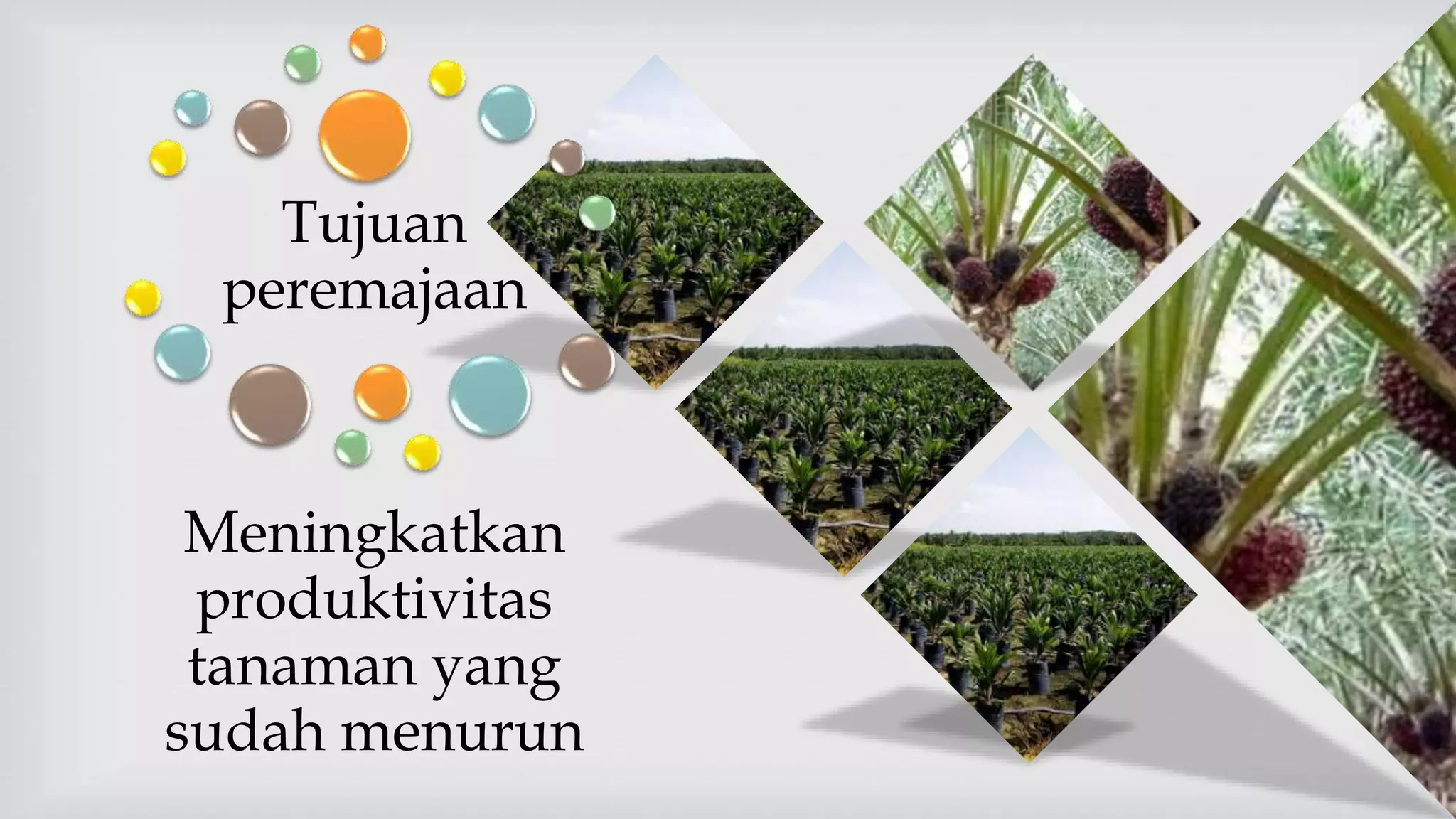 Strategi percepatan bisnis peremajaan kelapa sawit | PPTX