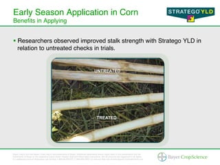 Stratego® YLD - Corn & Soybean Fungicide | PDF