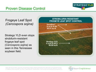 Stratego® YLD - Corn & Soybean Fungicide | PDF