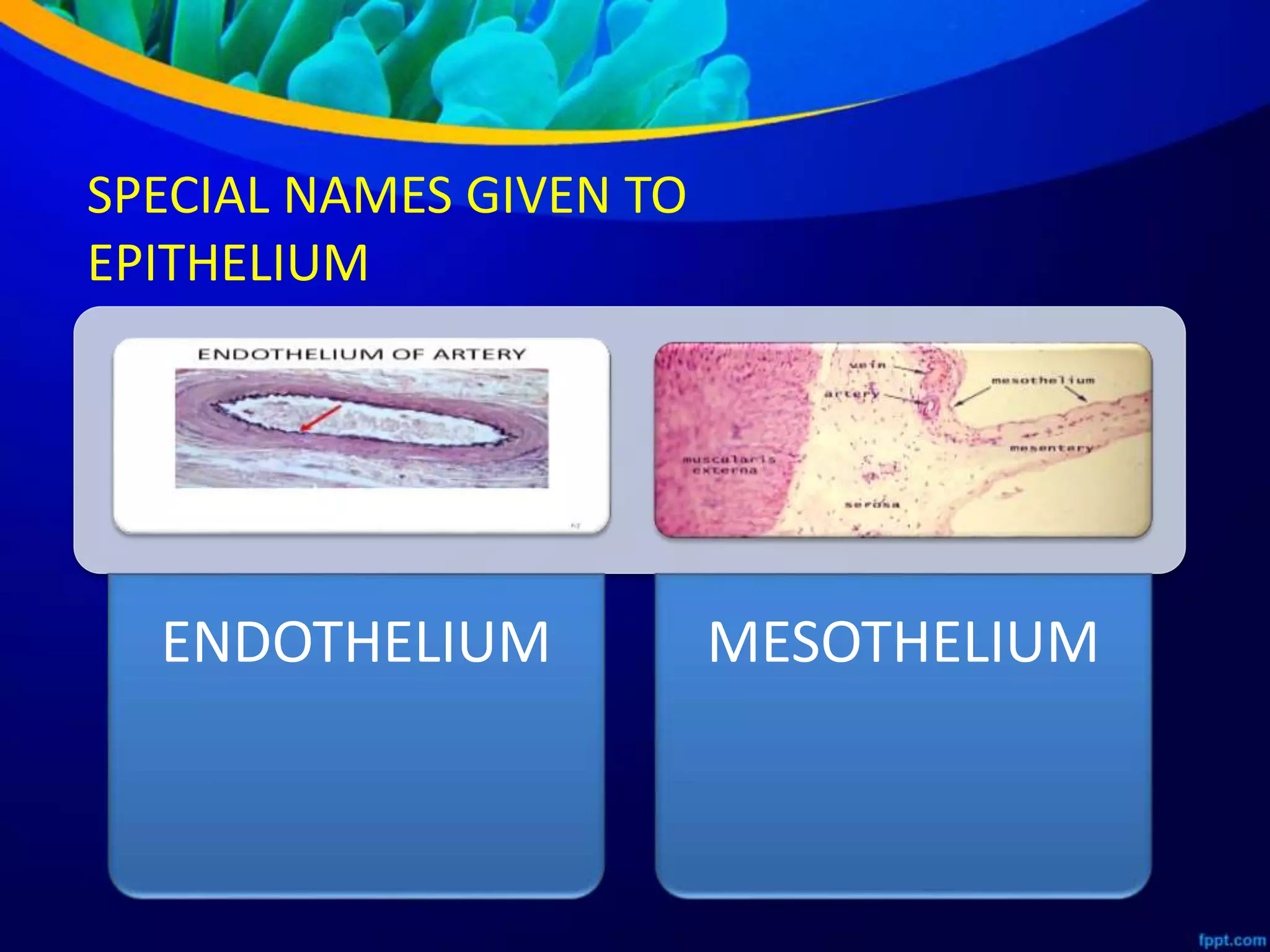 stratified EPITHELIUM HISTOLOGY lecture (1).pptx