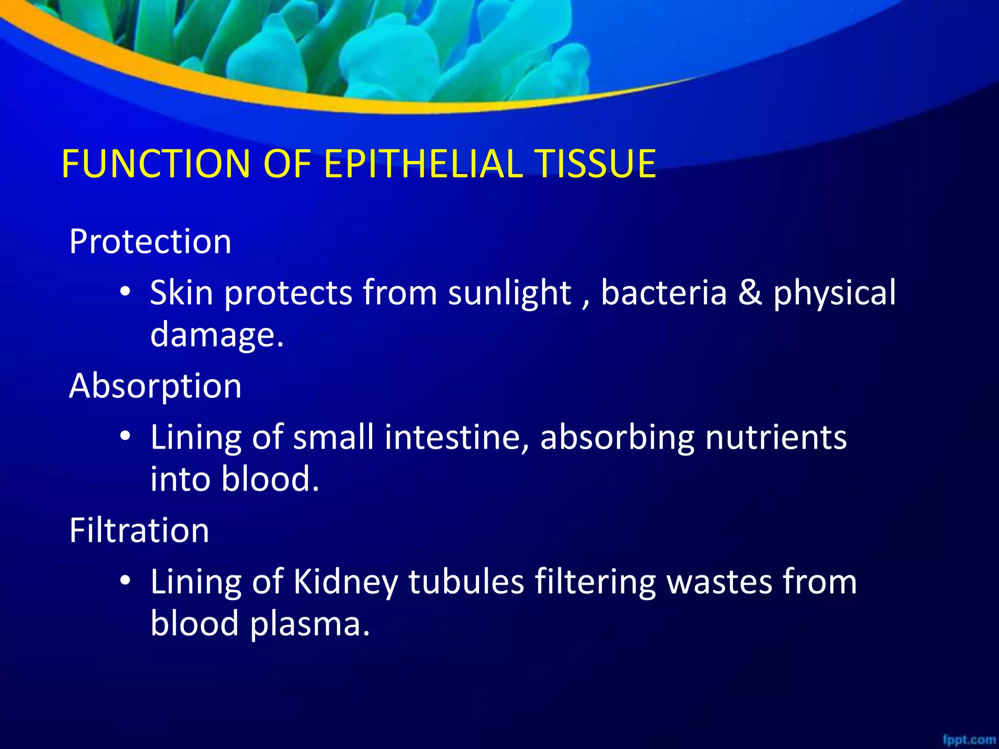 stratified EPITHELIUM HISTOLOGY lecture (1).pptx