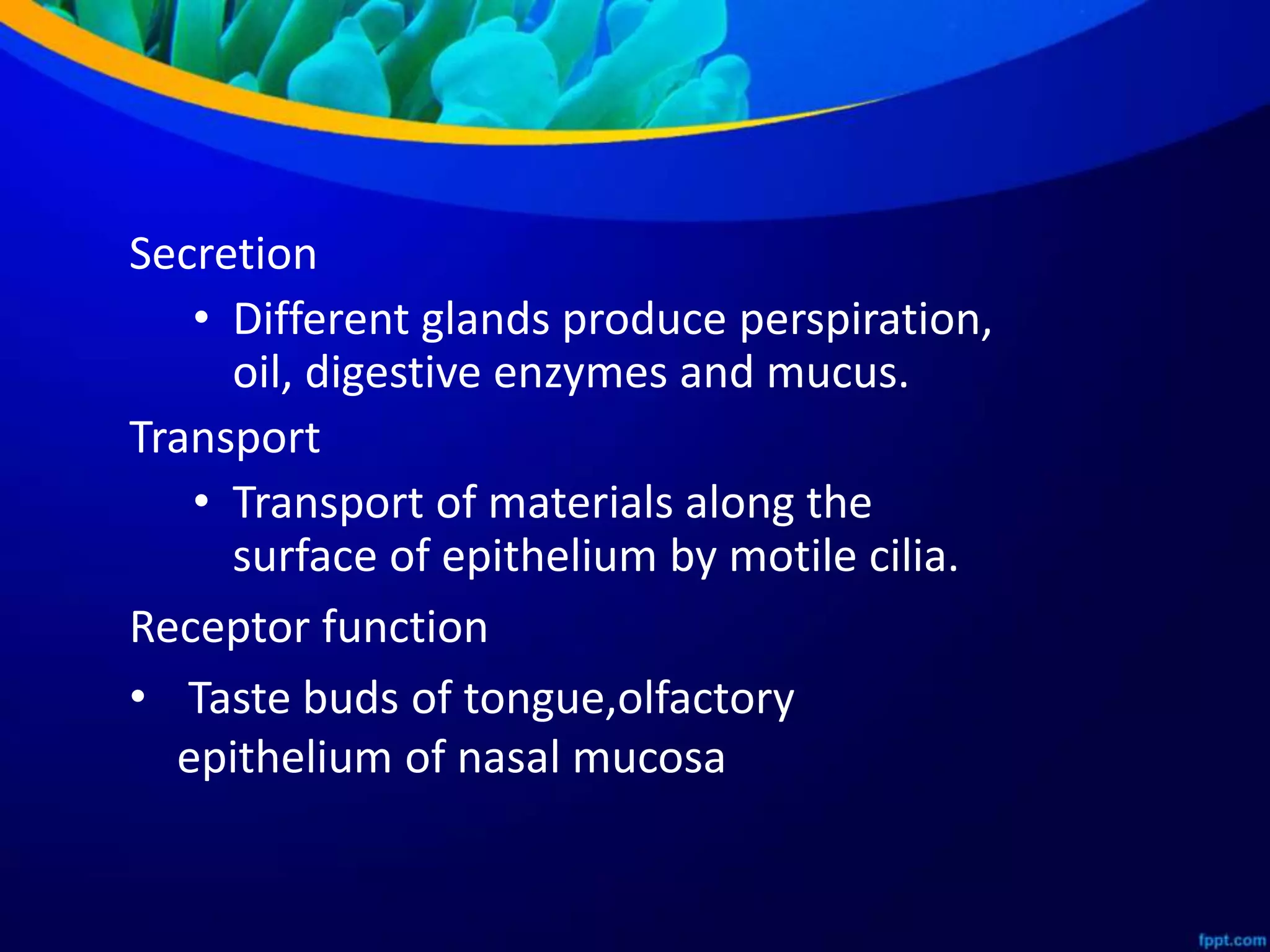 stratified EPITHELIUM HISTOLOGY lecture (1).pptx