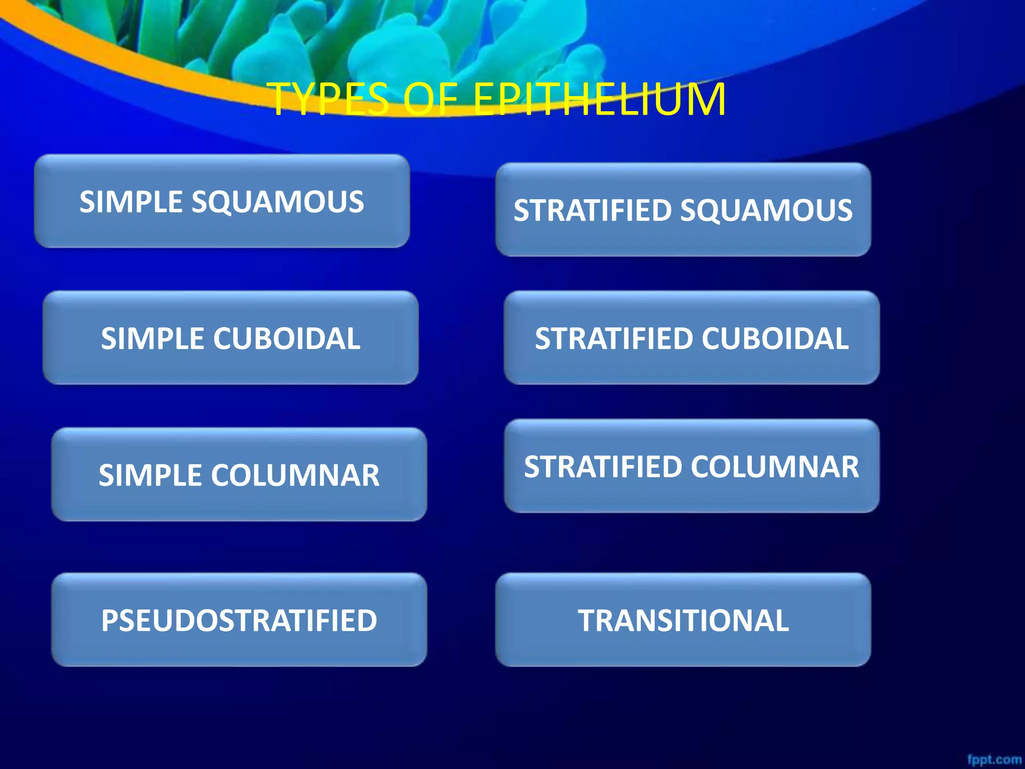 stratified EPITHELIUM HISTOLOGY lecture (1).pptx