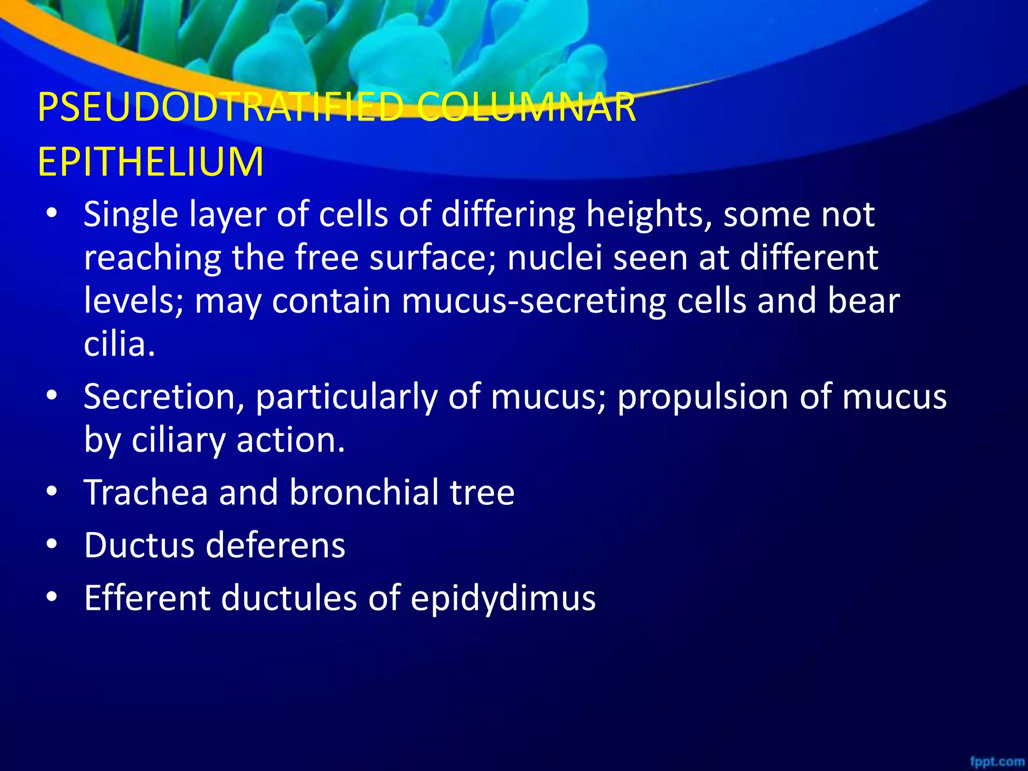 stratified EPITHELIUM HISTOLOGY lecture (1).pptx | Skin and Dermatology ...