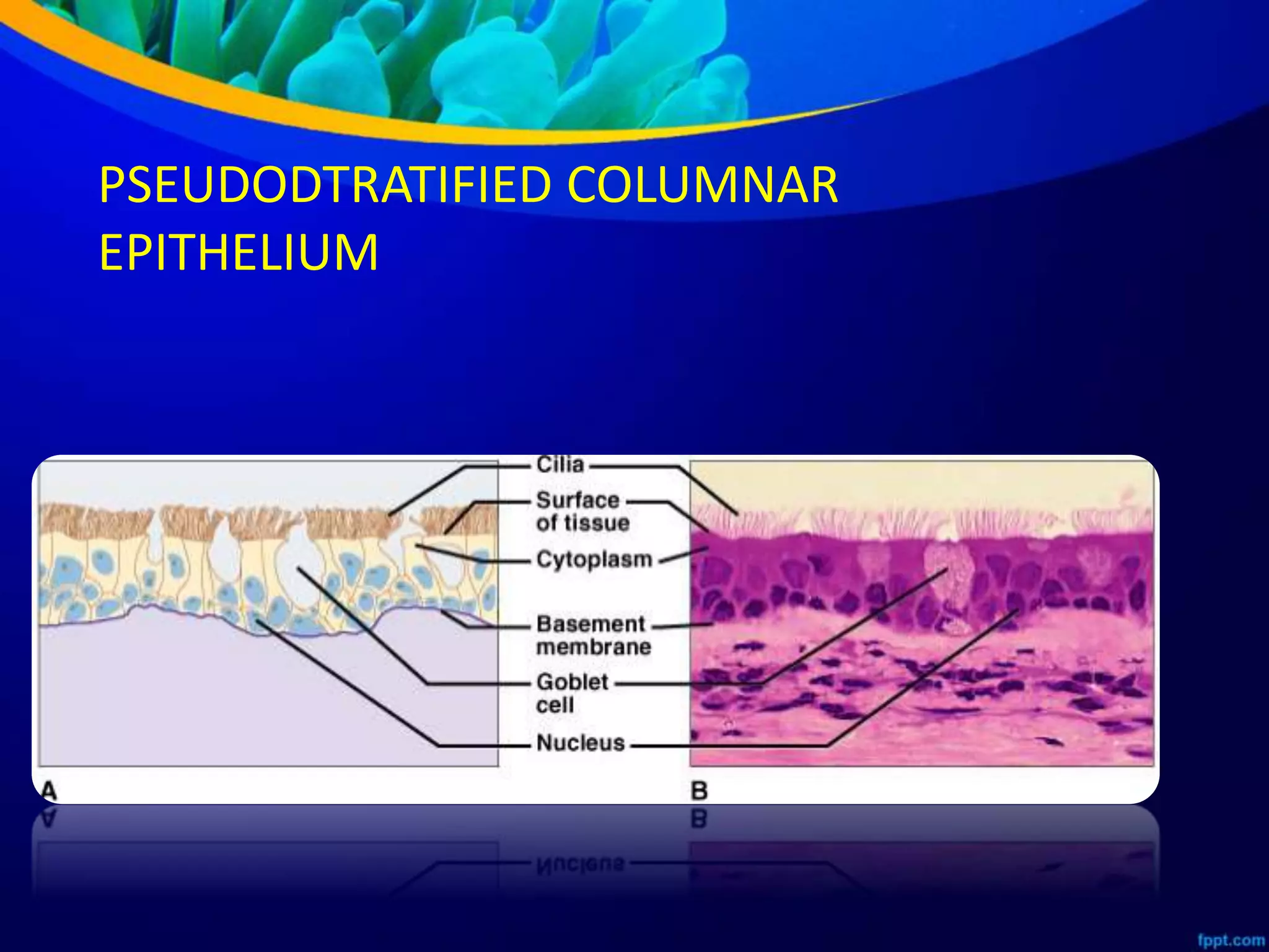 stratified EPITHELIUM HISTOLOGY lecture (1).pptx