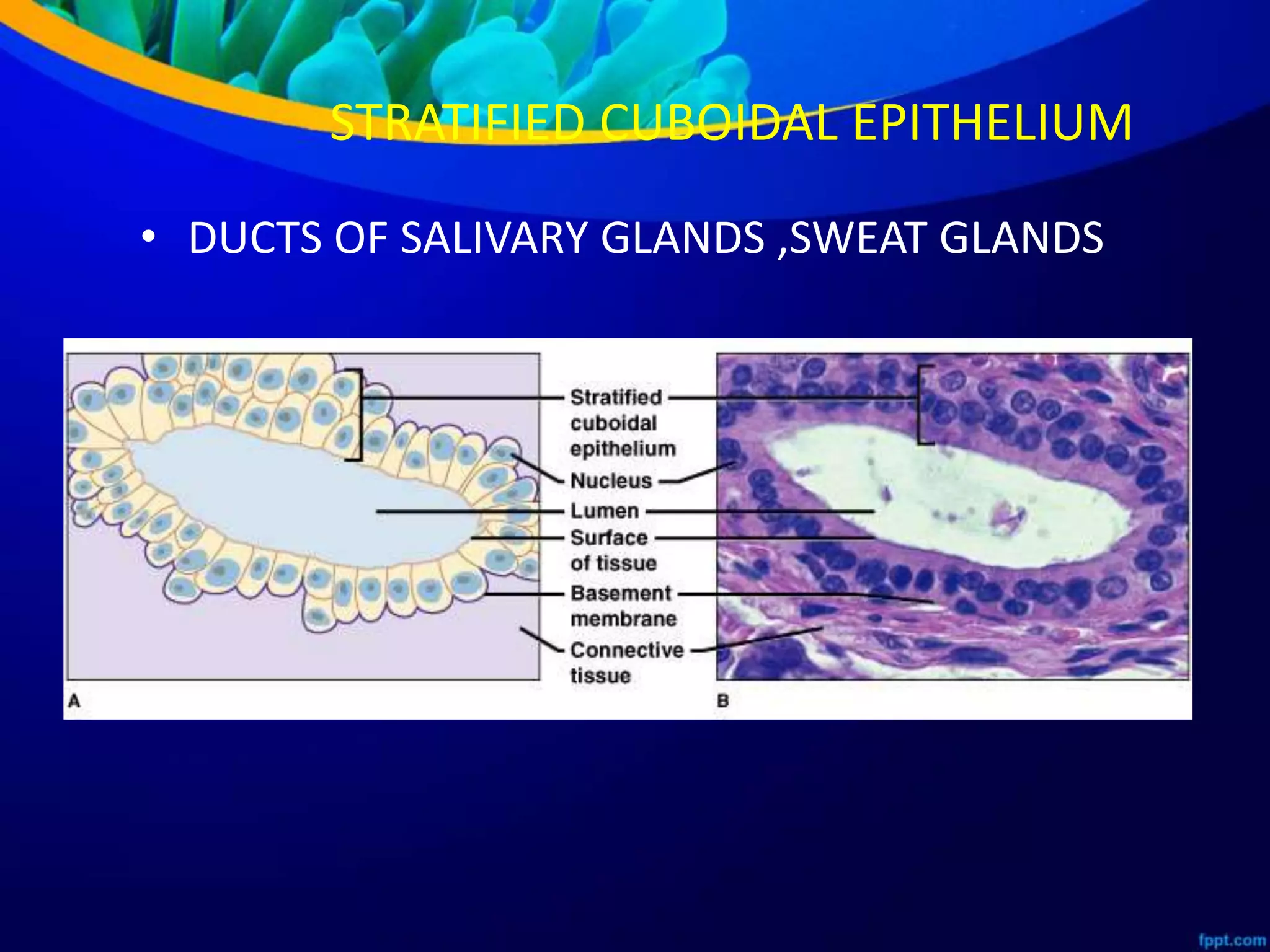 stratified EPITHELIUM HISTOLOGY lecture (1).pptx