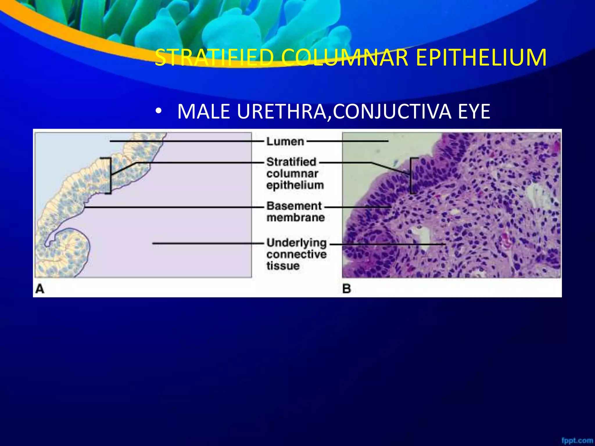 stratified EPITHELIUM HISTOLOGY lecture (1).pptx