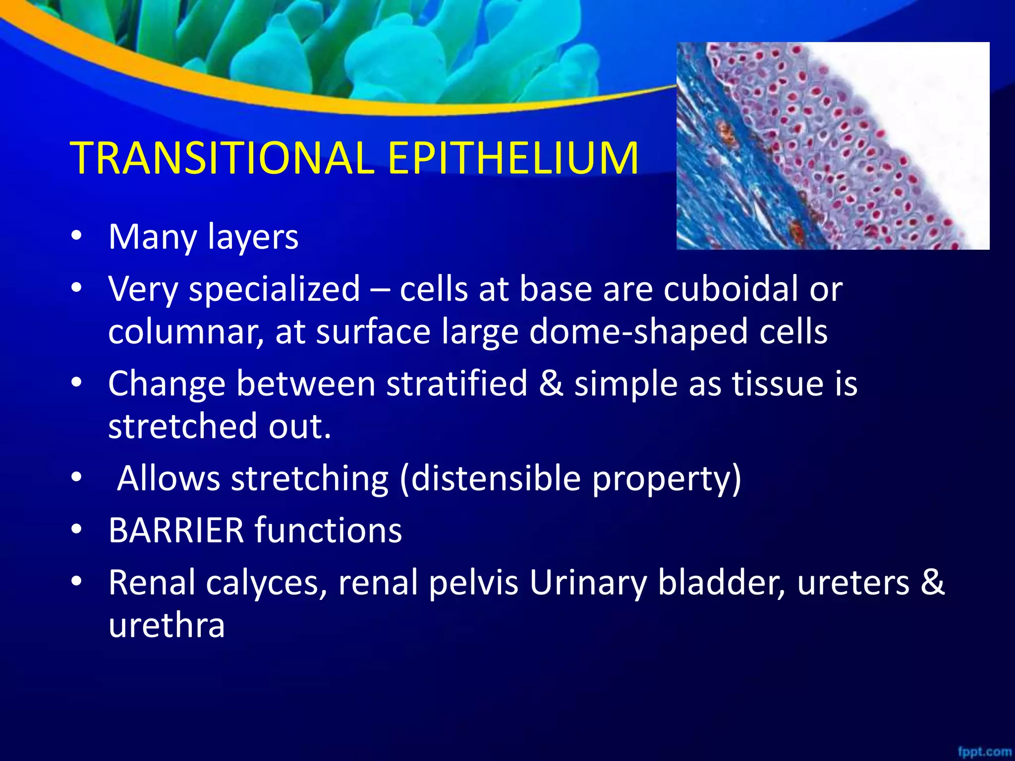 stratified EPITHELIUM HISTOLOGY lecture (1).pptx
