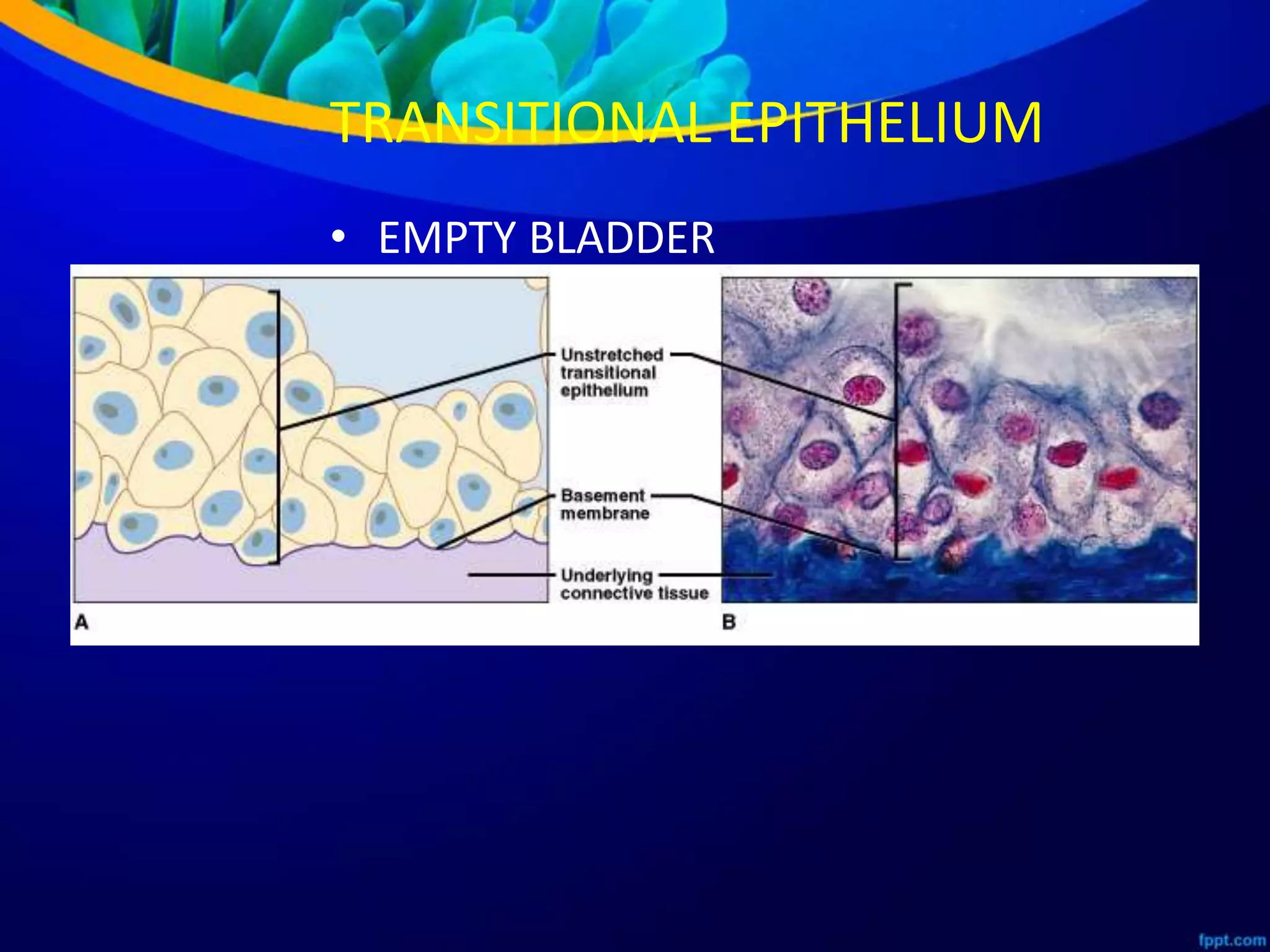 stratified EPITHELIUM HISTOLOGY lecture (1).pptx