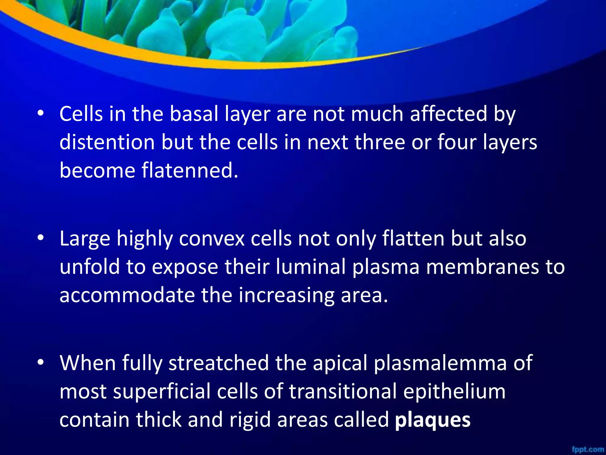 stratified EPITHELIUM HISTOLOGY lecture (1).pptx