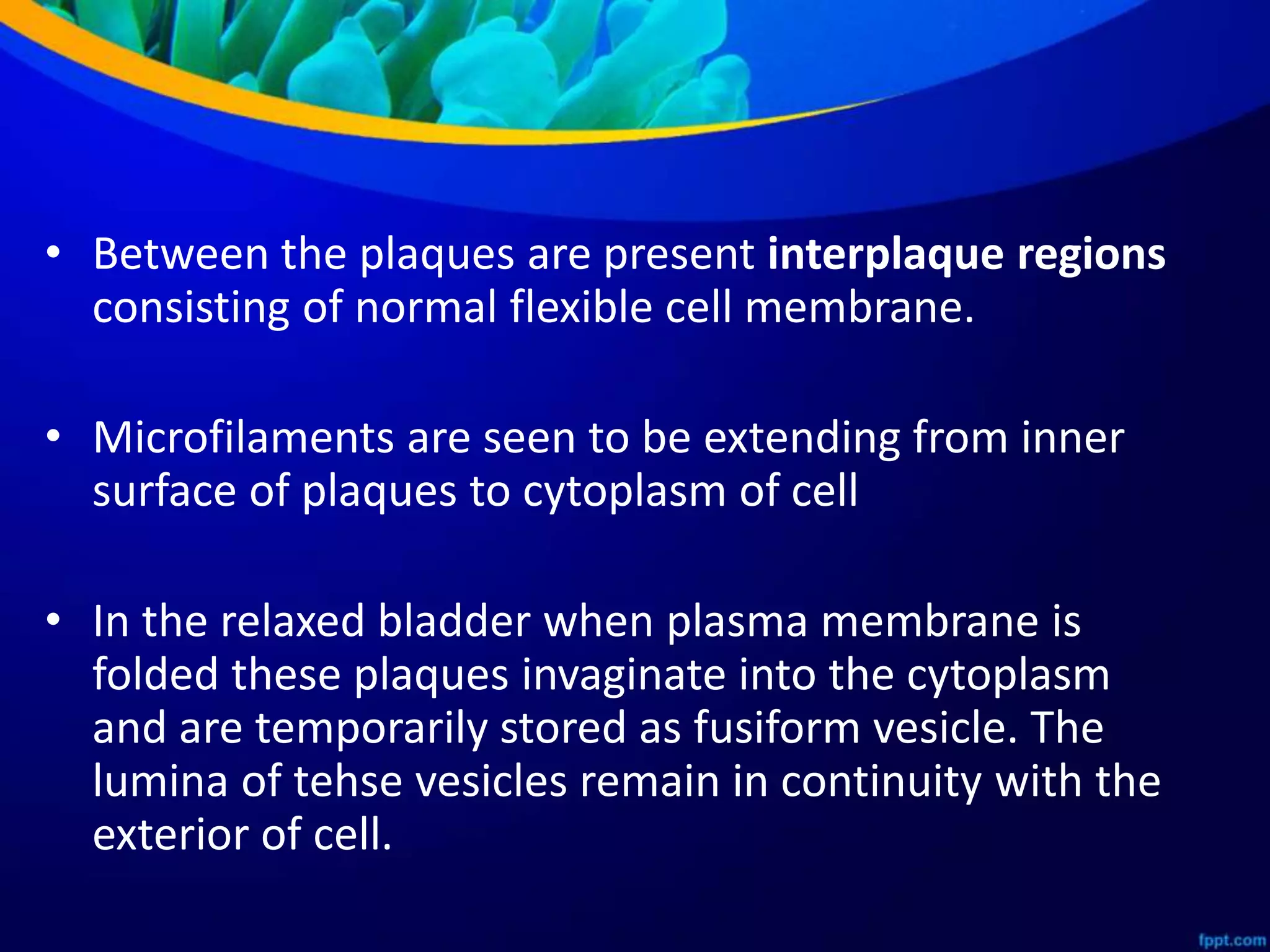stratified EPITHELIUM HISTOLOGY lecture (1).pptx