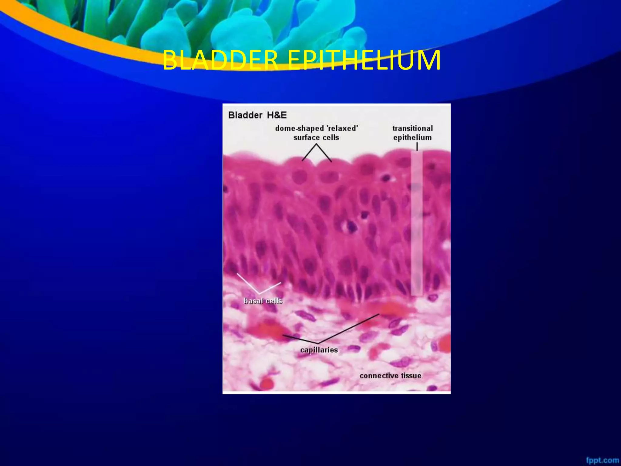 stratified EPITHELIUM HISTOLOGY lecture (1).pptx