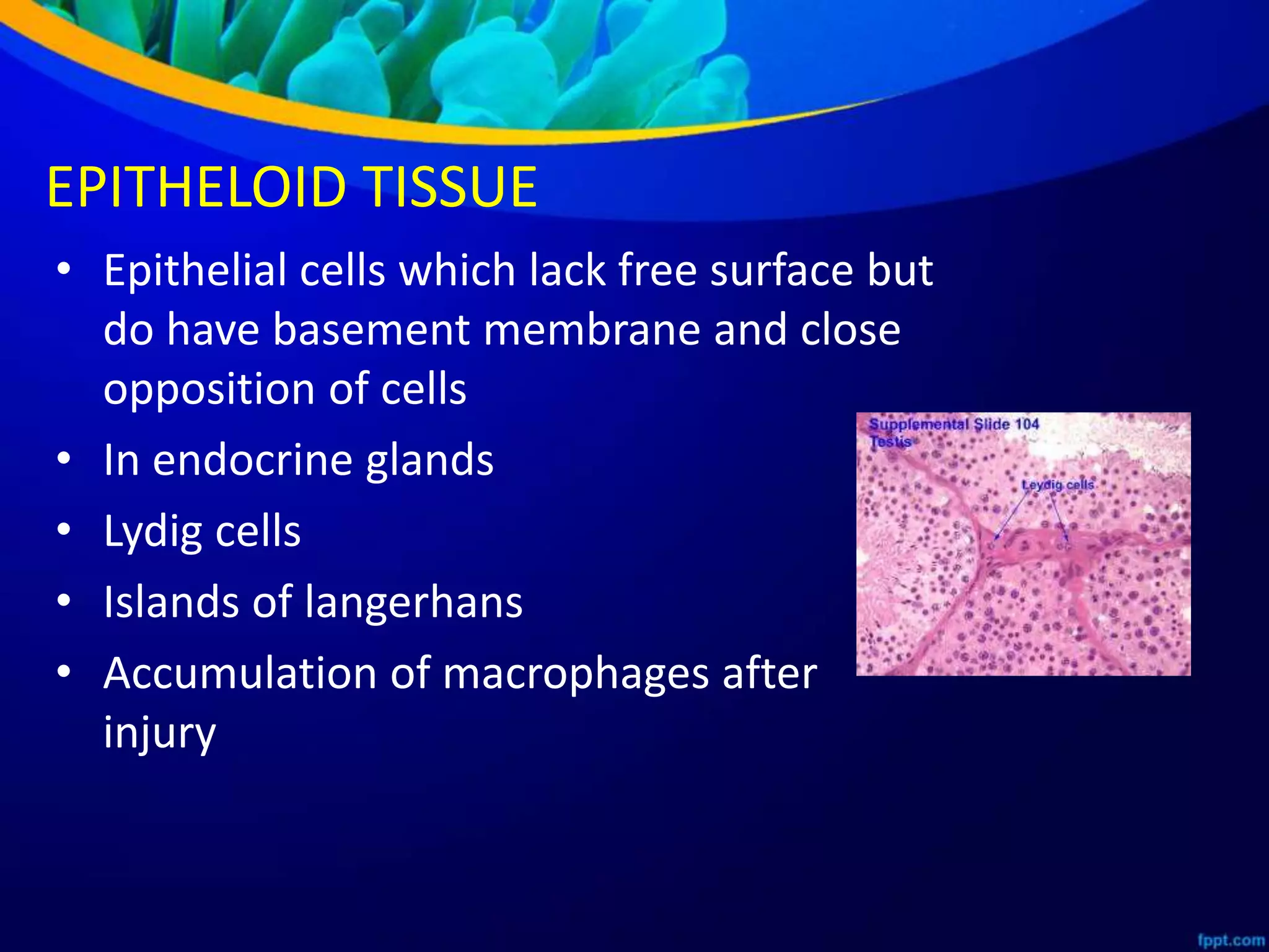 stratified EPITHELIUM HISTOLOGY lecture (1).pptx