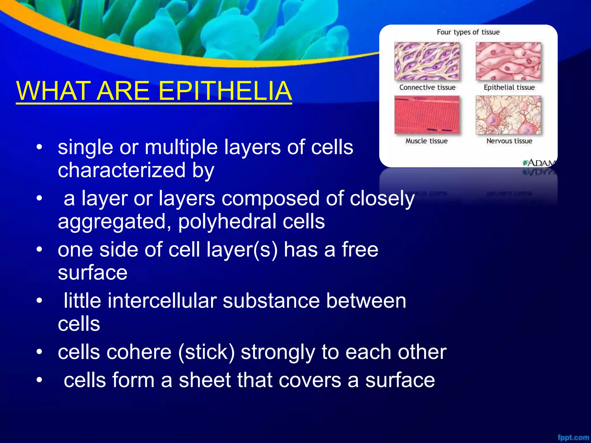 stratified EPITHELIUM HISTOLOGY lecture (1).pptx