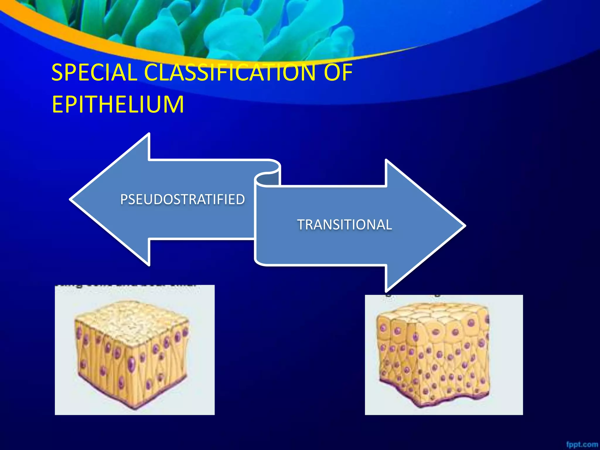 stratified EPITHELIUM HISTOLOGY lecture (1).pptx