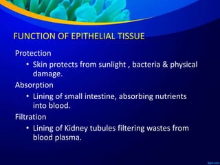 stratified EPITHELIUM HISTOLOGY lecture (1).pptx