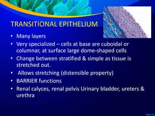 stratified EPITHELIUM HISTOLOGY lecture (1).pptx