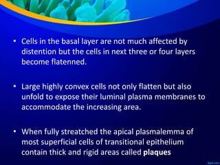 stratified EPITHELIUM HISTOLOGY lecture (1).pptx