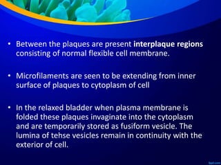 stratified EPITHELIUM HISTOLOGY lecture (1).pptx