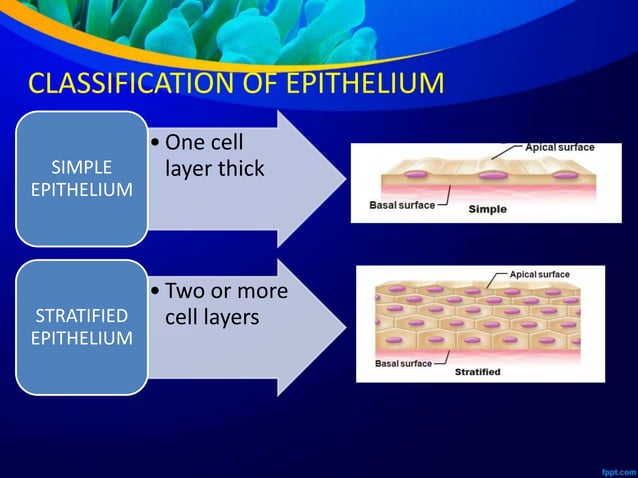 stratified EPITHELIUM HISTOLOGY lecture (1).pptx | Skin and Dermatology | Diseases and Conditions