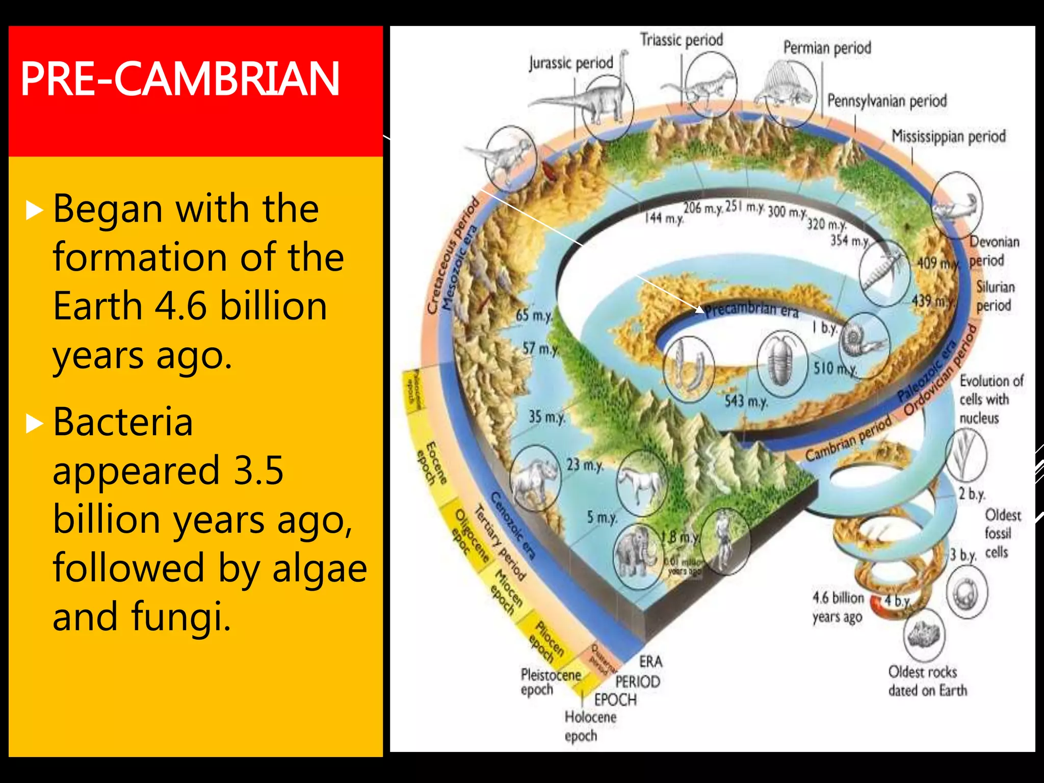 Stratigraphy and history of earth | PPTX