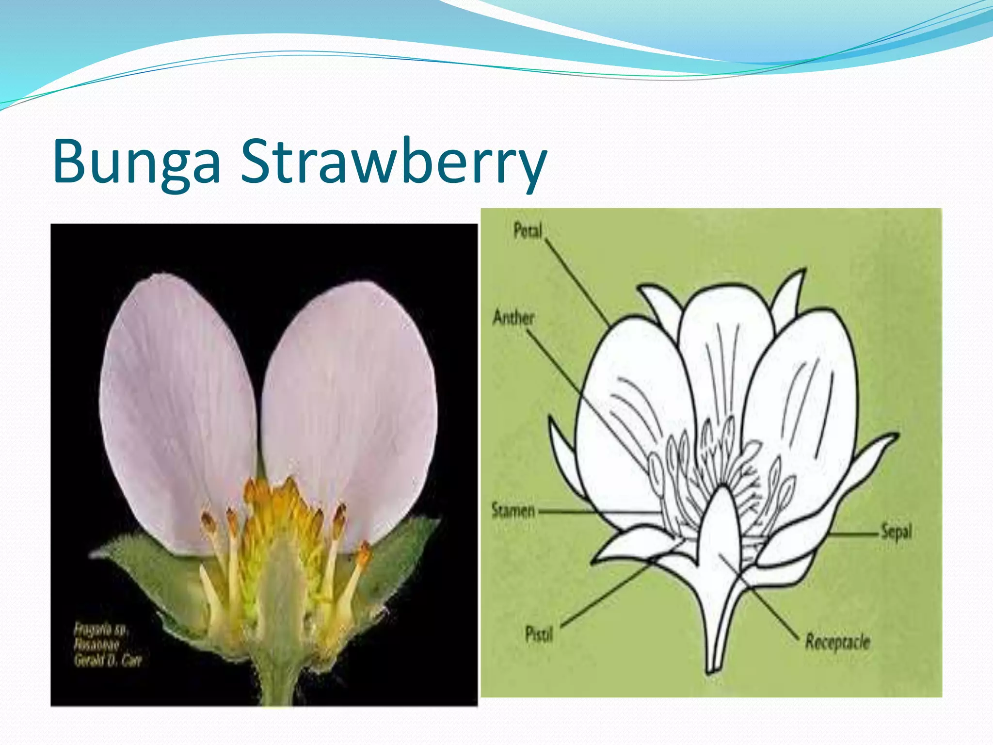 Strawberry | PPT