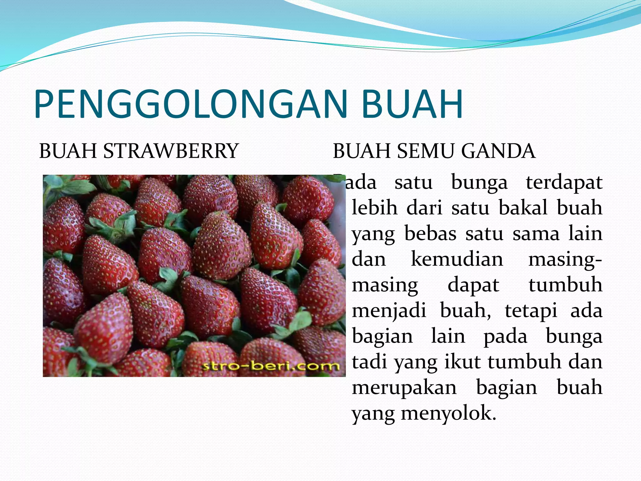 Strawberry | PPT